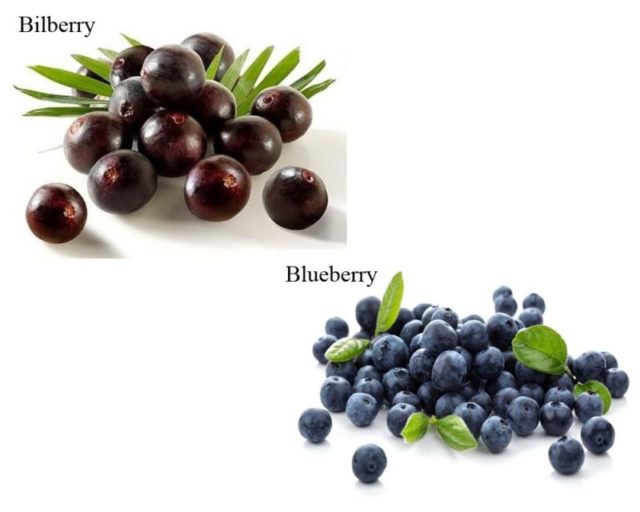 acai berry, goji berry, billberry, fekete áfonya legegészségesebb ...